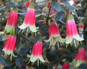 The 6 Best Australian Native Plants For Waterwise Perth Garden Designs ...